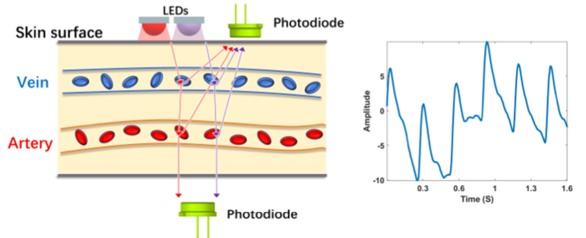 Photoplethysmography (PPG)-Based Sensing and Biometric Authentication ...